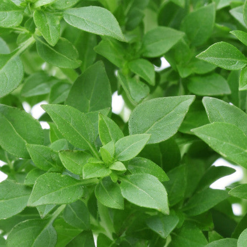 Buy Organic Heirloom Basil Seeds Online Now! – SeedsNow.com