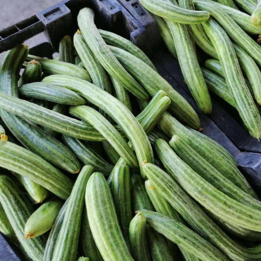 Order Organic Non-GMO Cucumber Seeds Online - SeedsNow.com
