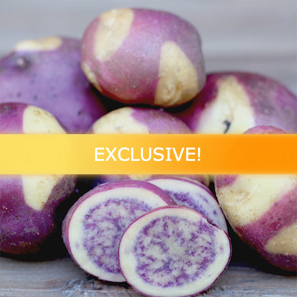 Buy Organic Non-GMO Heirloom Seed Potatoes Online Now! – SeedsNow.com