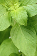 Shop Basil, Lemon NOW! - Buy organic non-gmo heirloom seeds 🌱 SeedsNOW.com