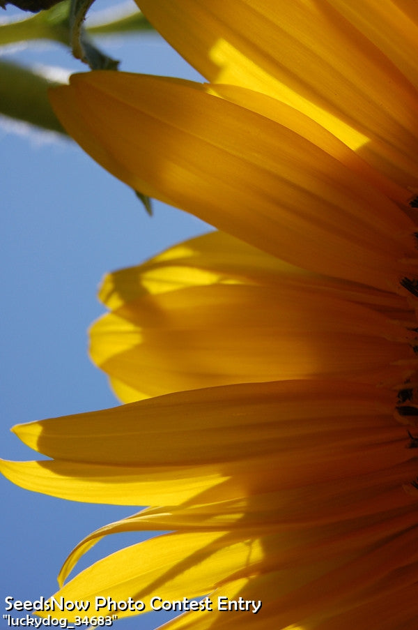 Where to Buy Flowers - Sunflower, Sun Gold/Sunspot (Tall) seeds ...