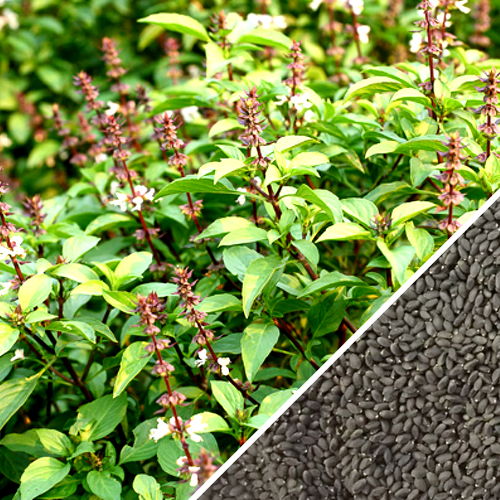 Shop Basil, Thai seeds 🌱 SeedsNOW.com