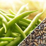 Bean, Bush - Landreth seeds – SeedsNow.com