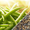 Buy Bean, Bush - Landreth - Source for organic NON-GMO heirloom seeds ...