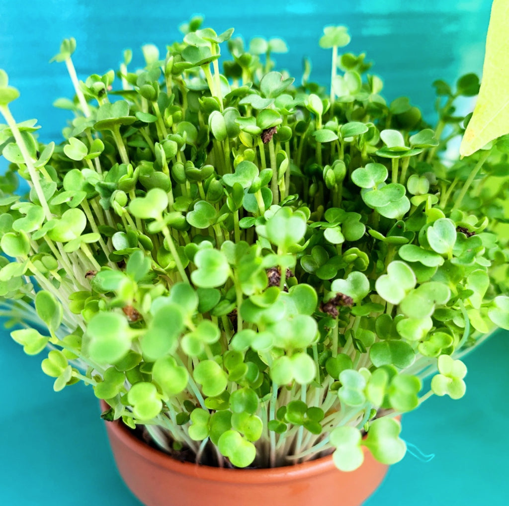 Heirloom non-GMO Organic Sprouts/Microgreens - Arugula seeds 🌱 SeedsNOW.com