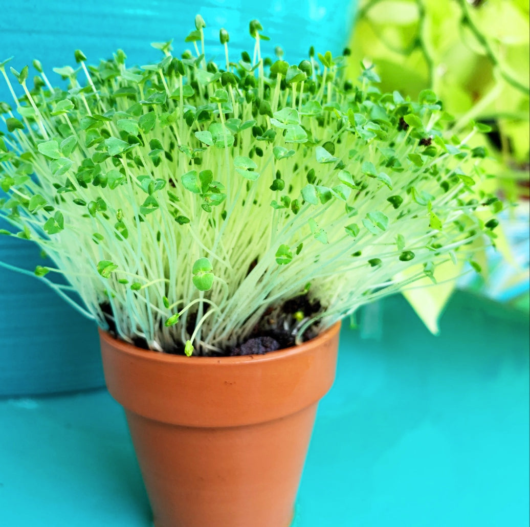 NOW SHOWING ALL SPROUTS & MICRO-GREEN SEEDS – SeedsNow.com
