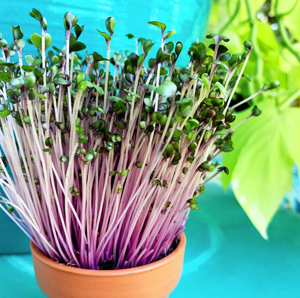 NOW SHOWING ALL SPROUTS & MICRO-GREEN SEEDS – SeedsNow.com