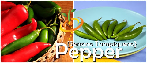 Pepper (Hot) - Serrano Tampiqueno 🔥🔥 seeds – SeedsNow.com