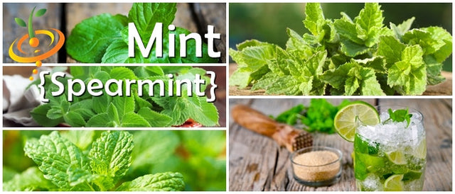 Buy Mint - Spearmint seeds(NON-GMO) online Shop Organic heirloom seeds ...