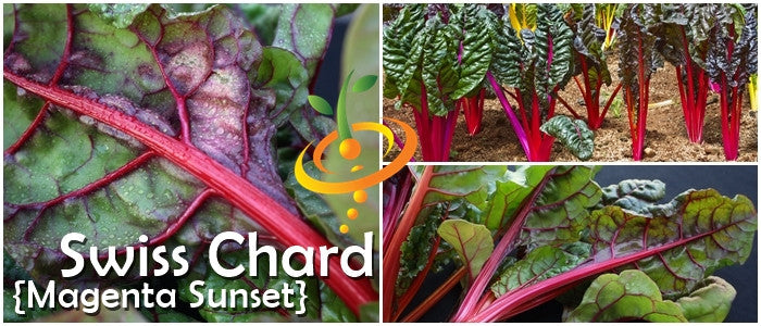 Shop Swiss Chard - Magenta Sunset seeds 🌱 SeedsNOW.com