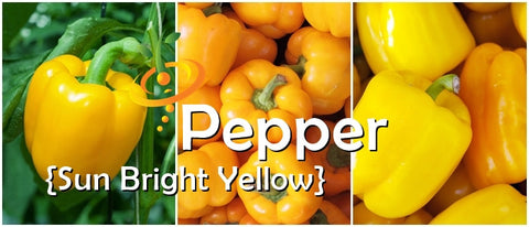 Pepper (Sweet) - Sunbright Yellow – SeedsNow.com