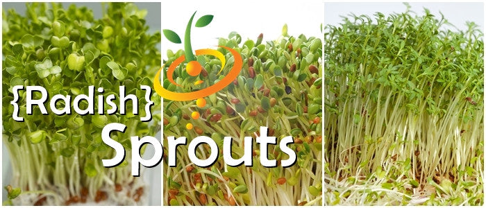 Shop Sprouts/Microgreens - Radish, Classic NOW! - Buy organic non-gmo ...