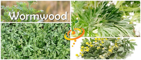 Wormwood seeds – SeedsNow.com