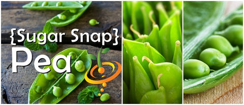 Pea (Snap) - Sugar Snap seeds – SeedsNow.com