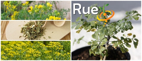 Rue seeds – SeedsNow.com