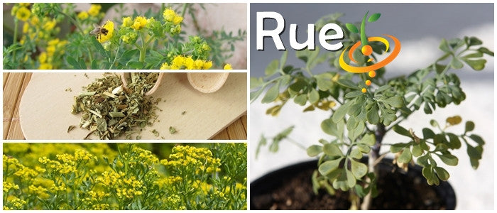 non-GMO Rue seeds! SeedsNOW.com