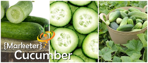 Cucumber - Marketer seeds – SeedsNow.com