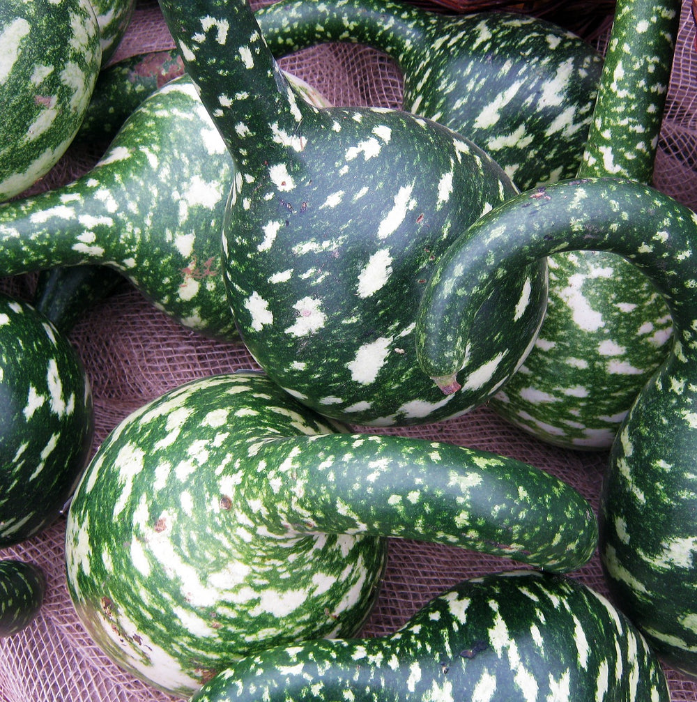 Buy Organic Non-GMO Heirloom Gourd Seeds Online – SeedsNow.com