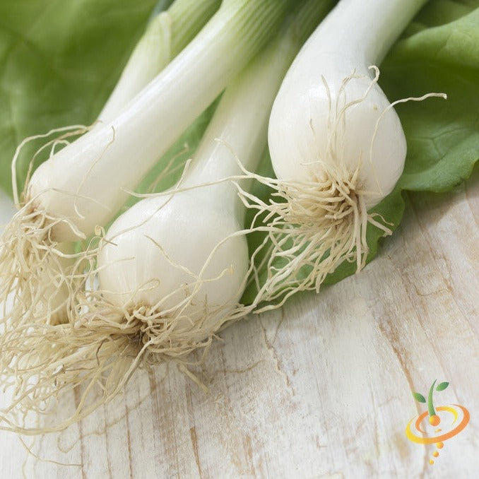 Buy Organic Non-GMO Onion Seeds Online Now! – SeedsNow.com