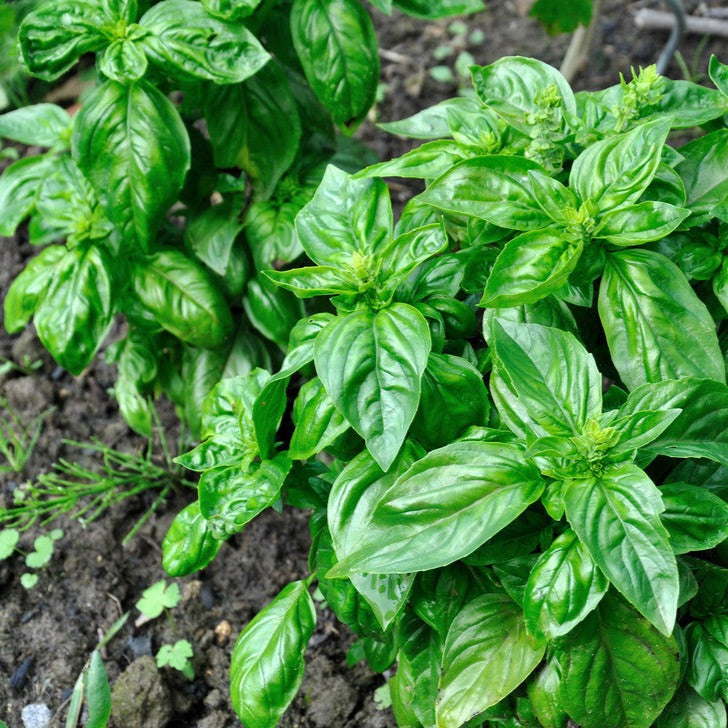 non-GMO Basil, Italian Large Leaf seeds! SeedsNOW.com