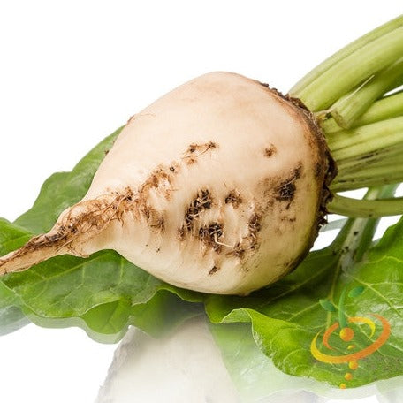 white beetroot