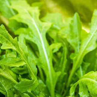 difference between arugula and rucola