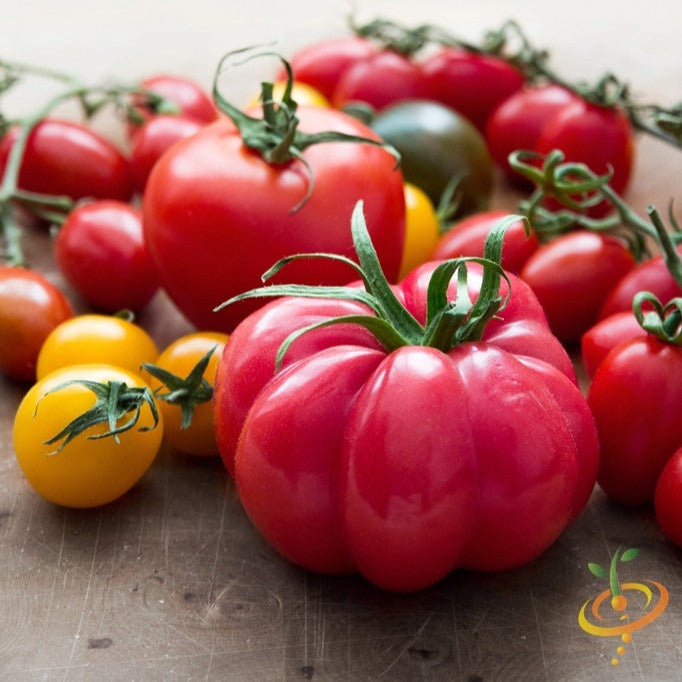Buy Organic Heirloom non-GMO Tomato Seeds Online Now! – SeedsNow.com