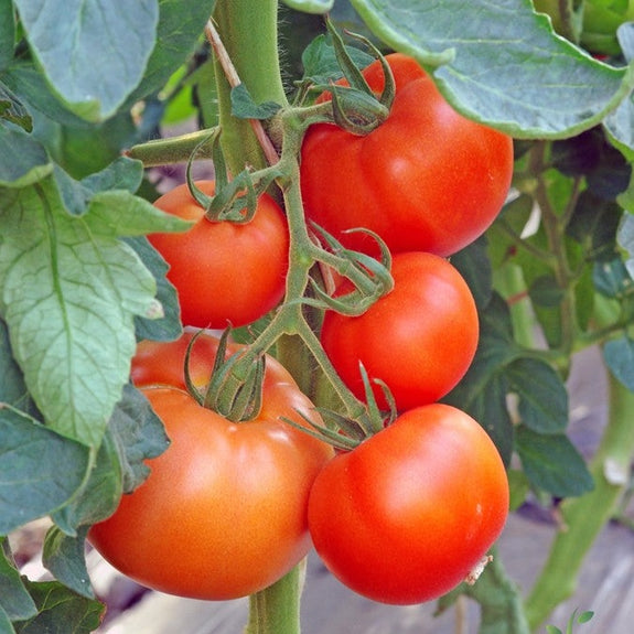 Buy Organic Heirloom non-GMO Tomato Seeds Online Now! – SeedsNow.com