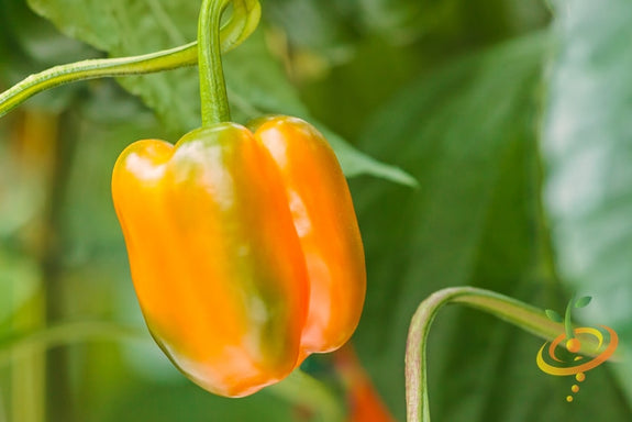 Order Organic Non-GMO SWEET Pepper Seeds Online - SeedsNow.com
