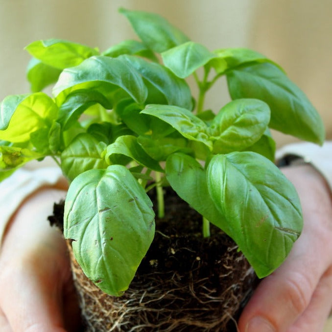 High-quality Basil, Genovese (Sweet Basil) seeds from SeedsNow.com