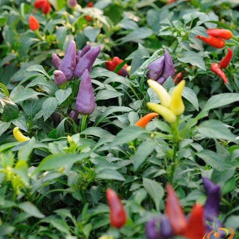 Pepper (Hot) - Firecracker 🔥🔥🔥 seeds – SeedsNow.com