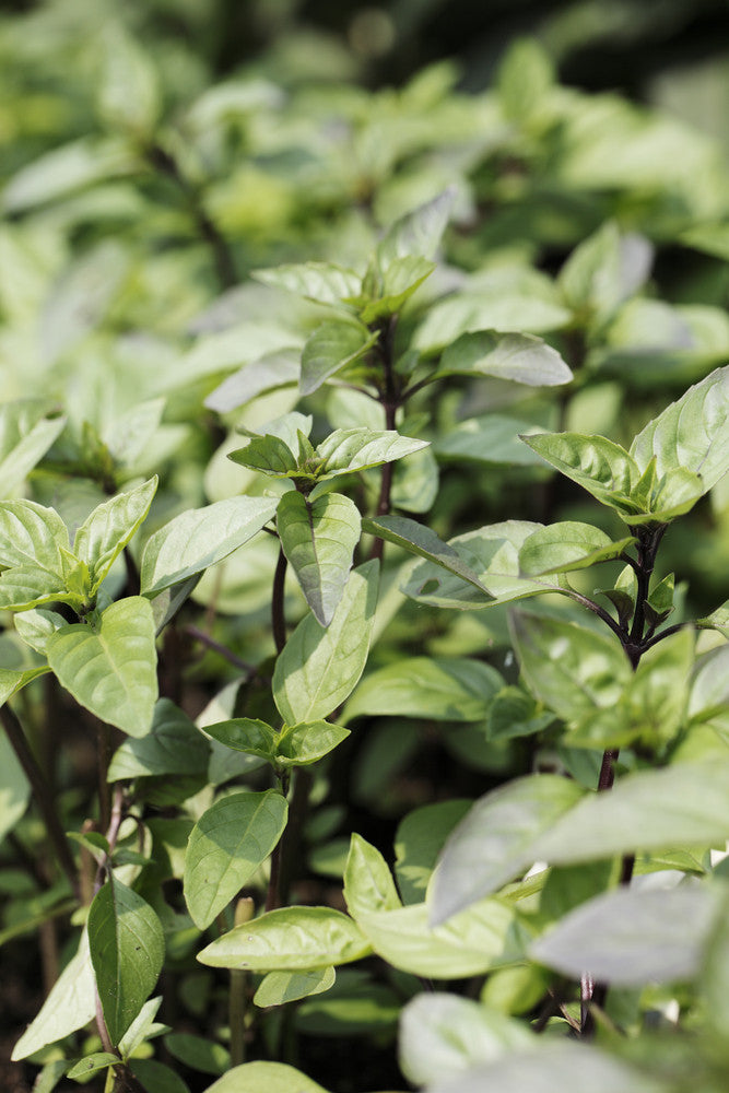 Where to Buy Basil, Cinnamon (Mexican Basil) seeds - SeedsNOW.com