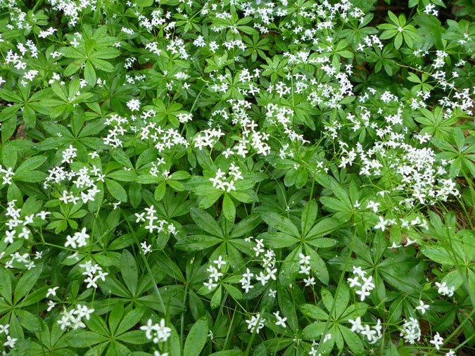 Sweet Woodruff (Sweet-Scented Bedstraw) seeds | SeedsNow.com