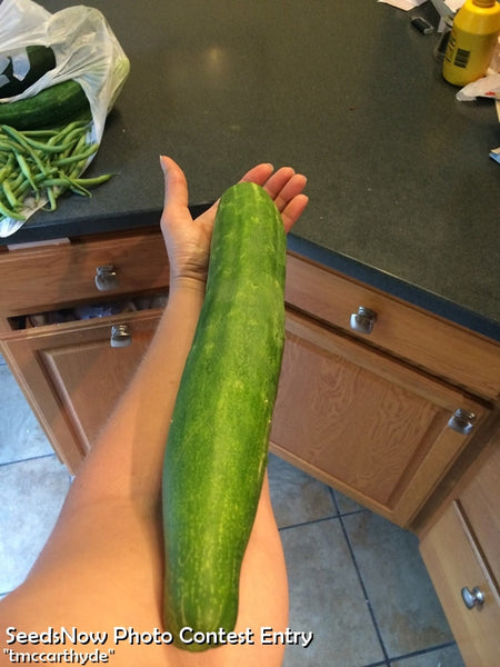 Cucumber - Marketer seeds – SeedsNow.com