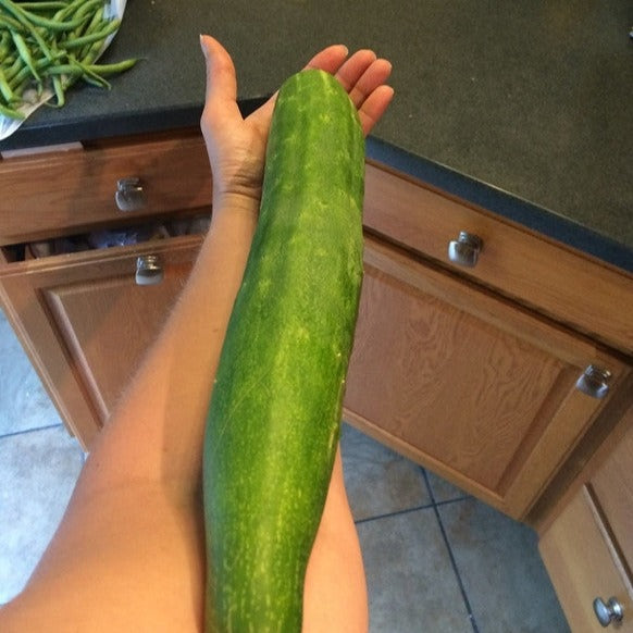 Cucumber - Marketer seeds – SeedsNow.com