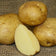 Potato (Late-Season) - Yellow Finn (Organic rounds) – SeedsNow.com