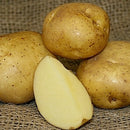 Buy Potato (Late-Season) - Yellow Finn (Organic/Heirloom)! #1 Online ...